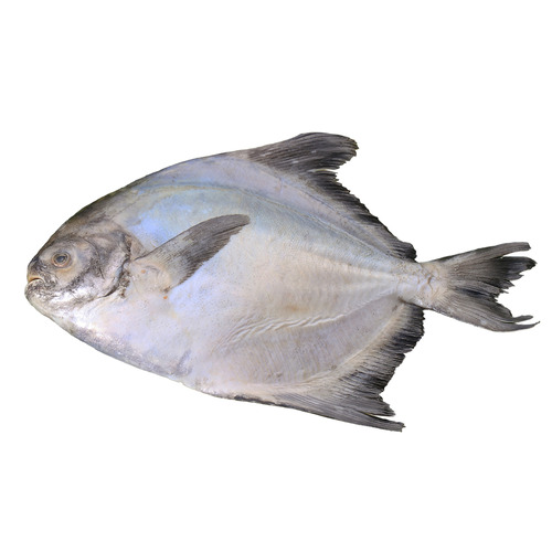 Pomfret Fish In London